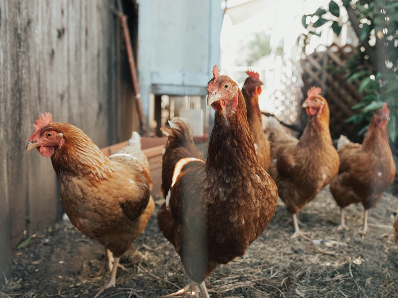 Pink Chicken Project: ศิลปะคาดเดาในโลกที่ไม่ใช่ของเราอีกต่อไป